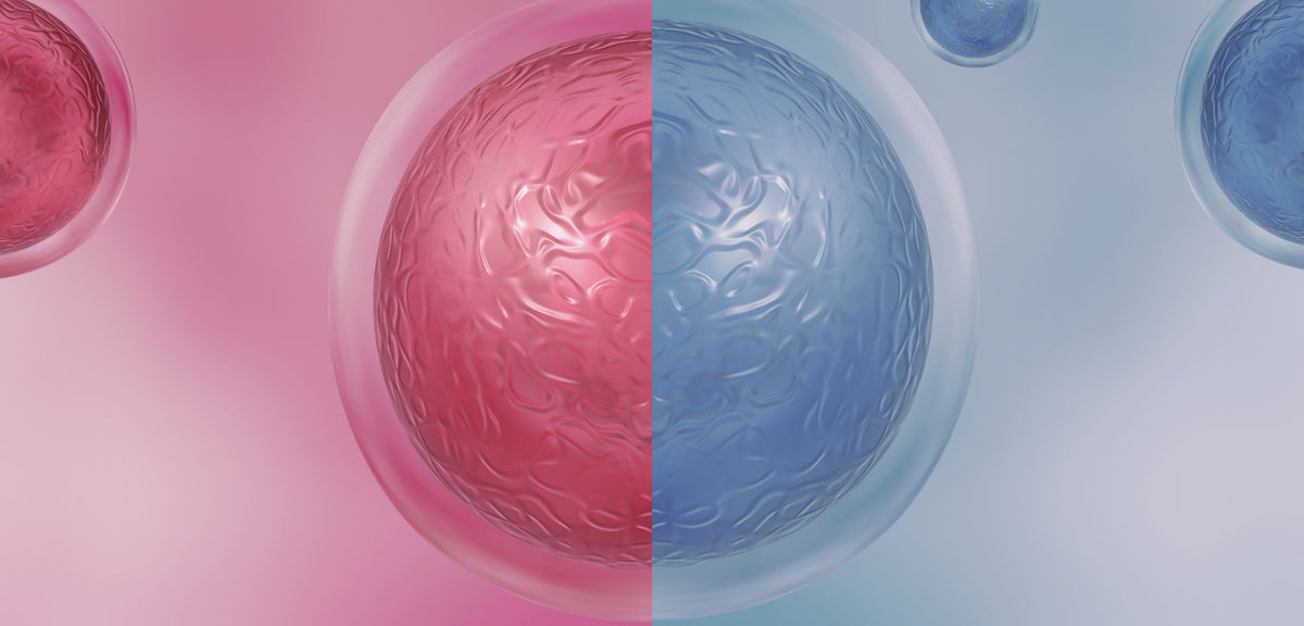 Illuminating the Healing Power: Why the hUC-MSC Secretome Takes Center